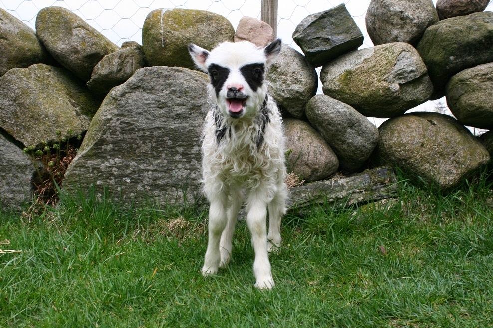 Lamb Born with Corpse Paint In Norway - METAL PURGATORY MEDIA